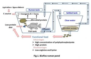 Biofloc Technology (BFT) in Aquaculture - ABESTA