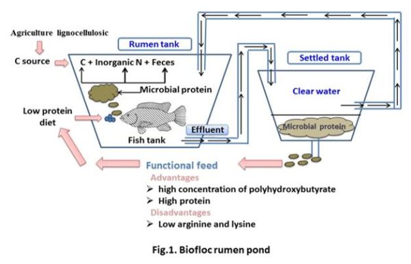 Biofloc Technology (BFT) in Aquaculture – ABESTA